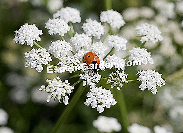 16 Insectos Y Animales Útiles En El Jardín 🌿 Todo Sobre Jardinería Y ...