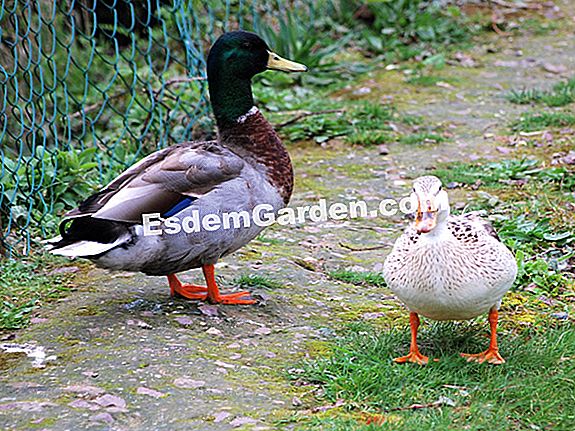 Patos Reproductores: Estanque, Refugio, Alimentación... 🌿 Todo Sobre ...