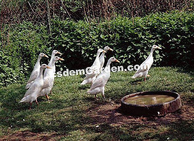 Pato De Lavoura: O Corredor Indiano 🌿 Tudo Sobre Jardinagem E Projeto ...