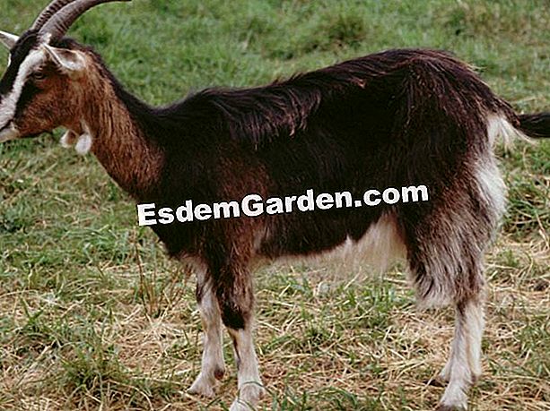 Cómo Comenzar Tu Granja De Cabras Correctamente 🌿 Todo Sobre Jardinería ...