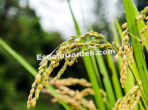 Arroz: Descubre Su Cultura Y Los Diferentes Tipos De Granos 🌿 Todo ...