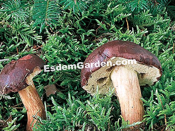 Un Hongo Estacional: El Bolet Bai O Xerocomus Badius 🌿 Todo Sobre ...