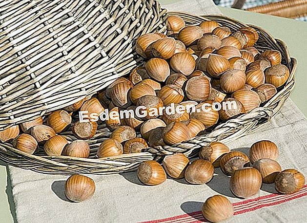 Oogst En Bewaar Hazelnoten 🌿 Alles Over Tuinieren En Tuinontwerp - 2025