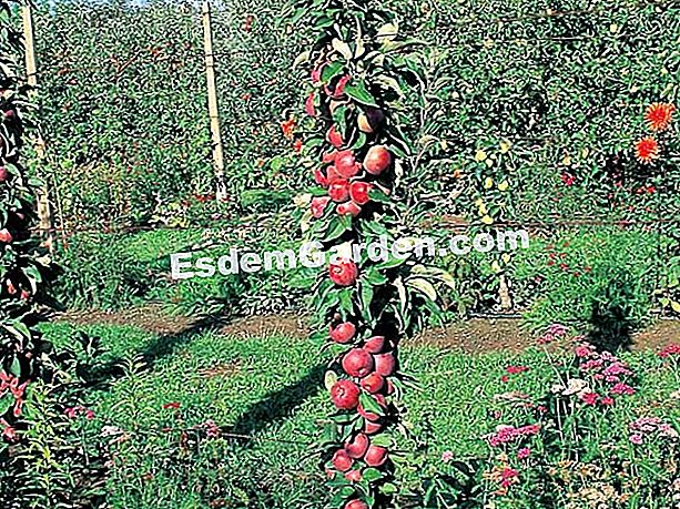 Cómo Instalar Un Árbol Frutal Columnar 🌿 Todo Sobre Jardinería Y Diseño ...