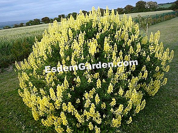 Træ Lupin, Træ Lupin, Lupinus Arboreus: At Dyrke 🌿 Alt Om Havearbejde ...