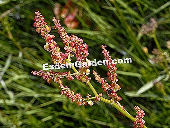 Familia Polygonaceae / Polygonaceae 🌿 Todo Sobre Jardinería Y Diseño De ...