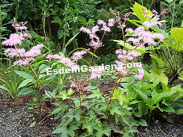 Filipendula Rubra: Plantación Y Cultura 🌿 Todo Sobre Jardinería Y ...