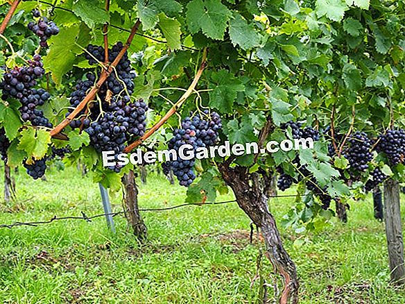 Vine, Vitis Vinifera: Plantación, Mantenimiento, Tamaño 🌿 Todo Sobre ... Vine, Vitis Vinifera: Plantación, Mantenimiento, Tamaño 🌿 Todo Sobre ...