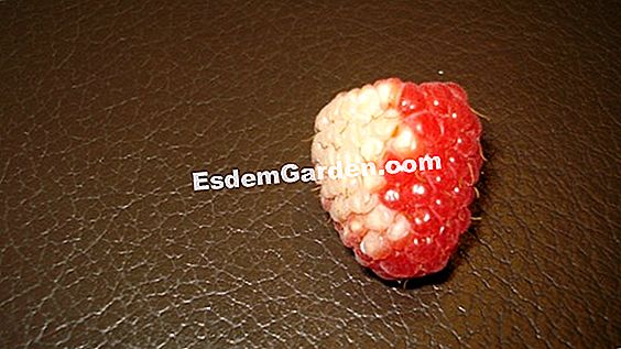 Himbeeren Weisse Flecken