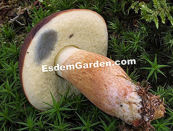 Un Hongo Estacional: El Bolet Bai O Xerocomus Badius 🌿 Todo Sobre ...