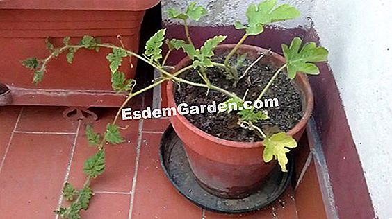 Me Gustaría Plantar Una Hortensia Trepando Contra La Pared Ciega De Mi ...