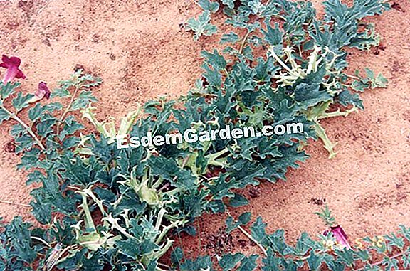 ¿Cómo Cultivar La Garra Del Diablo Y Mantenerla De Un Año A Otro? 🌿 ...