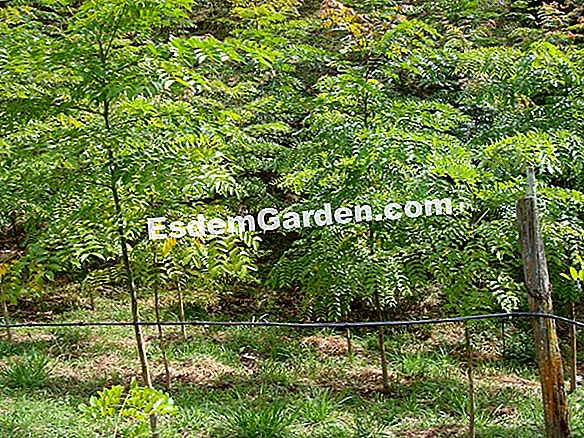 Planta El Árbol De Cedro 🌿 Todo Sobre Jardinería Y Diseño De Jardines ...