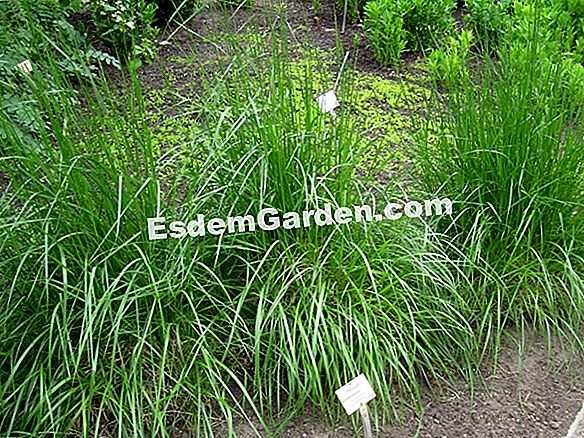 Plantando Festuca Azul 🌿 Todo Sobre Jardinería Y Diseño De Jardines - 2025