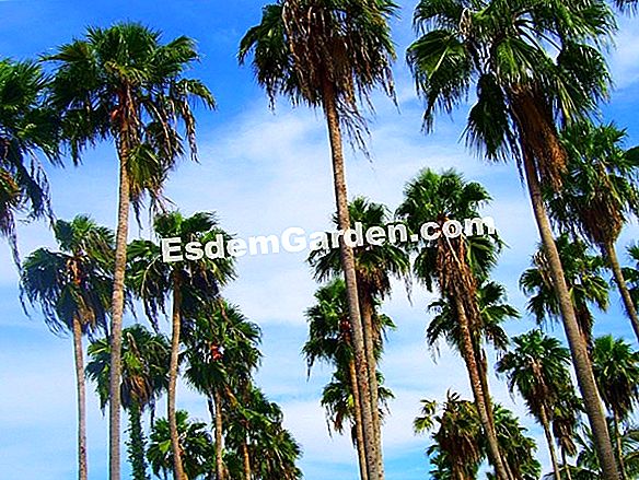 Familia Arecaceae / Arecaceae, Palmaceae, Palmeras 🌿 Todo Sobre ...
