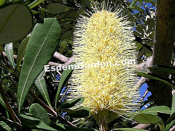 Banksia De Glass House, Banksia Conferta: Plantar, Cultivar 🌿 Todo ...