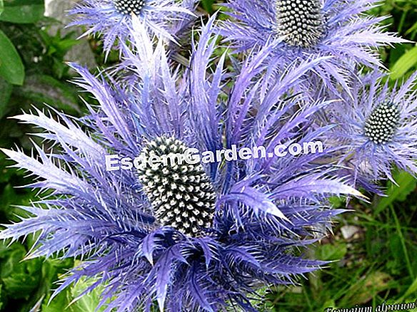 Perenne Pringle Cob, Cobaea Pringlei: Plantar, Cultivar 🌿 Todo Sobre ...