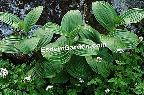 Gigante Helleborine, Giant Epipactide, California Epipactis, Epipactis ...