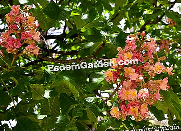 Castaño Rosado, Castaño De Indias Rojo, Aesculus X Carnea: Cultivar 🌿 ...