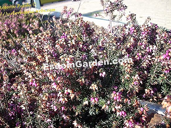 Callune, Common Heather, Calluna Vulgaris: Plantar, Cultivar 🌿 Todo ...