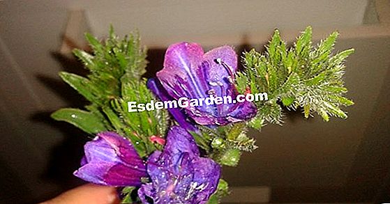 Viperina Común, Lengua De Ganso, Hierba Viper, Echium Vulgare 🌿 Todo ...