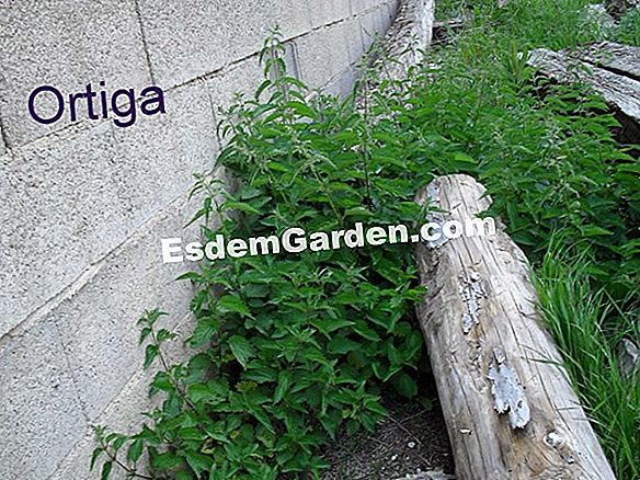 Ortiga, Ortiga: Siembra, Cultivo, Cosecha 🌿 Todo Sobre Jardinería Y ...