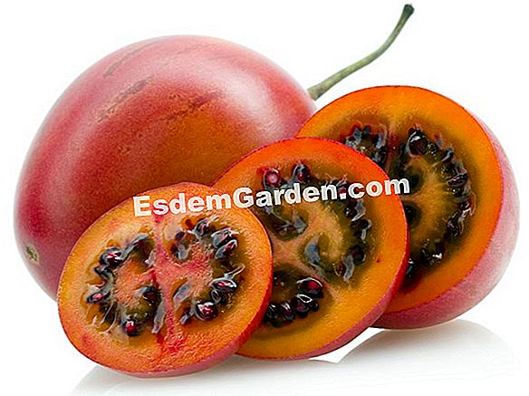 Árbol De Tomate, Tamarillo: Plantar, Cultivar, Cosechar 🌿 Todo Sobre ...