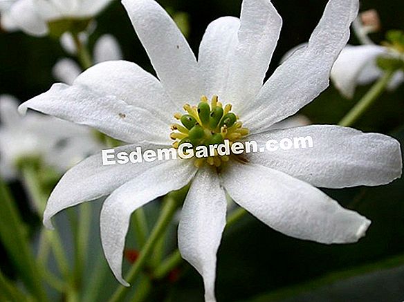 Familia Winteraceae / Wintéraceae 🌿 Todo Sobre Jardinería Y Diseño De ...