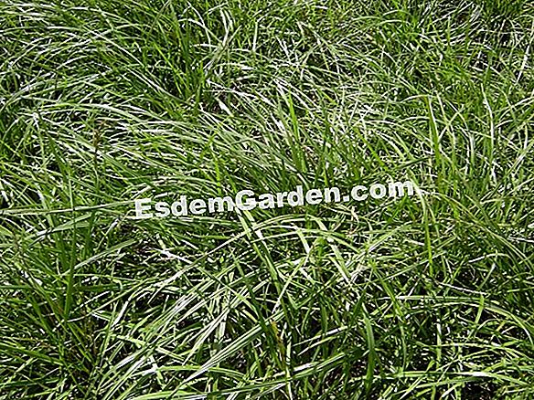 Avena Azul Perenne, Helicontinrich Sempervirens: Cultivo Y Plantación 🌿 ...