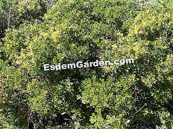 Arbustos Persistentes Y Abigarrados 🌿 Todo Sobre Jardinería Y Diseño De ...