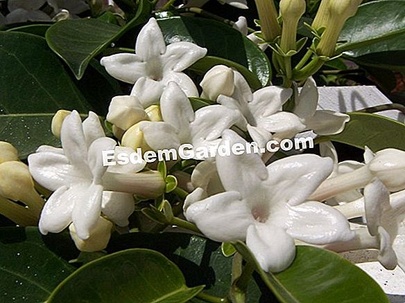 Stephanotis Floribunda, Jazmín De Madagascar 🌿 Todo Sobre Jardinería Y ...