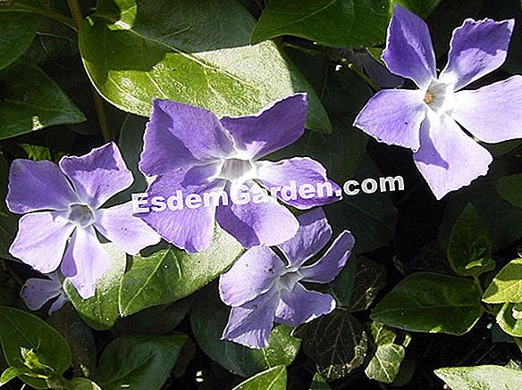 10 Plantas Perennes Con Follaje Plateado 🌿 Todo Sobre Jardinería Y ...