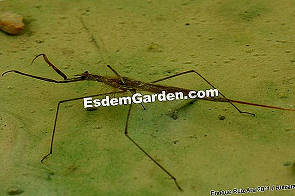 Insectos Acuáticos 🌿 Todo Sobre Jardinería Y Diseño De Jardines - 2025