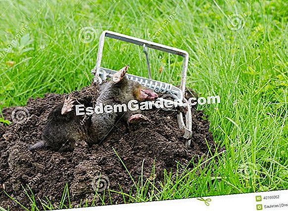 Grillo Mole, Grillo Mole, Gryllotalpa Gryllotalpa: Tratamiento Y ...