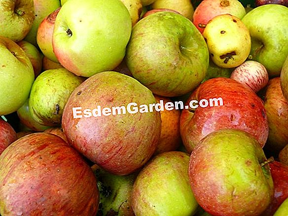 Cosecha Hermosas Frutas 🌿 Todo Sobre Jardinería Y Diseño De Jardines - 2025