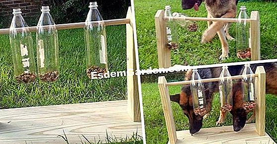 La Importancia De Los Animales Pequeños En El Jardín 🌿 Todo Sobre ...