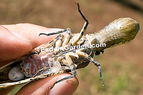 Insectos De Cuenca 🌿 Todo Sobre Jardinería Y Diseño De Jardines - 2025