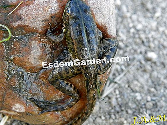 El Tritón, Entre Tierra Y Agua 🌿 Todo Sobre Jardinería Y Diseño De ...