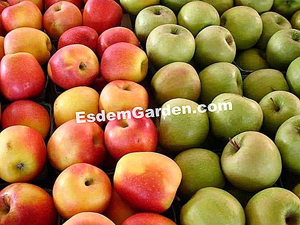 Variedades De Manzana 🌿 Todo Sobre Jardinería Y Diseño De Jardines - 2025