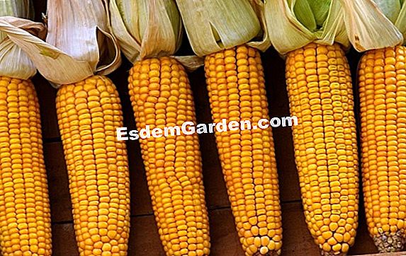 ¿Son Todas Las Mazorcas De Maíz Comestibles? 🌿 Todo Sobre Jardinería Y ...