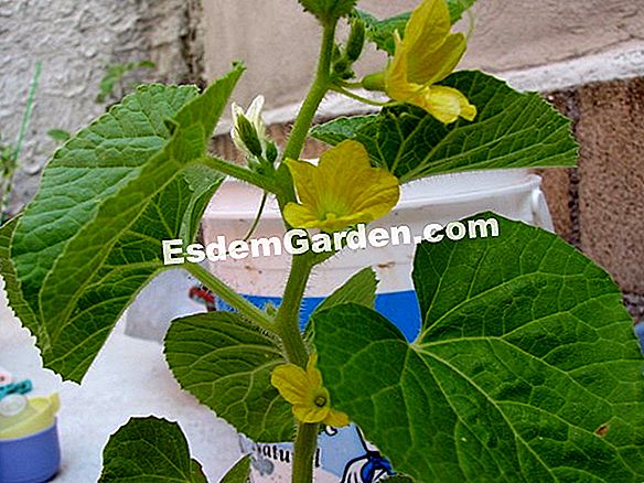 Éxito En La Plantación De Melón En El Huerto 🌿 Todo Sobre Jardinería Y ...