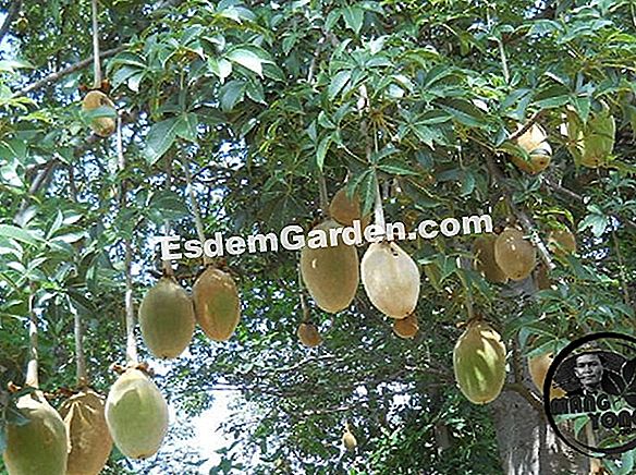 Baobab Afrika, Pohon Botol, Adansonia Digitata: Kembangkan 🌿 Semua ...