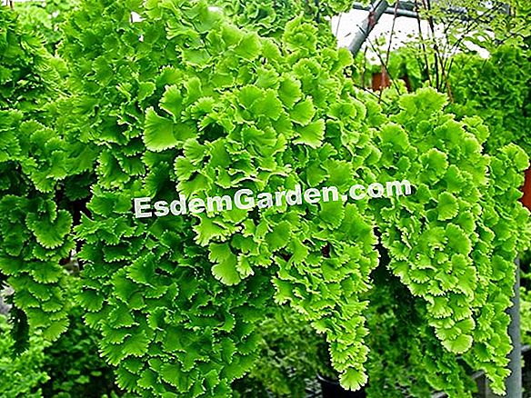 Papyrus Dengan Daun Alternatif, Alfalfa Berdaun Pendek, Tanaman Payung ...