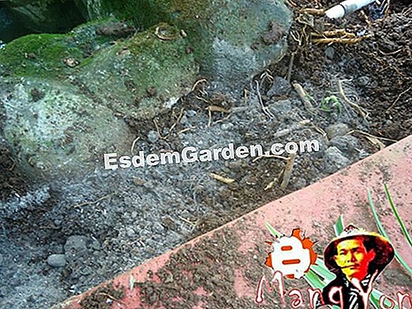 Mawar, Mawar, Rosa: Menanam, Mengolah, Berkembang Biak 🌿 Semua Tentang ...
