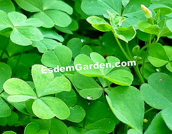 Semanggi Putih, Merayap Semanggi, Trifolium Repens: Penanaman, Budidaya ...