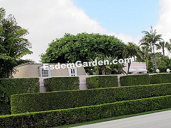 Hedge, Hedge Express: Apa Yang Digunakan, Tanaman Mana Yang Dipilih? 🌿 ...