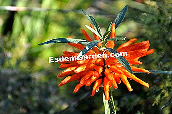 Leonotis Leonurus, Ekor Singa: Perkebunan, Budidaya, Pemeliharaan 🌿 ...
