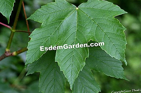 Maple Sycamore: Perkebunan Dan Budidaya 🌿 Semua Tentang Berkebun Dan ...