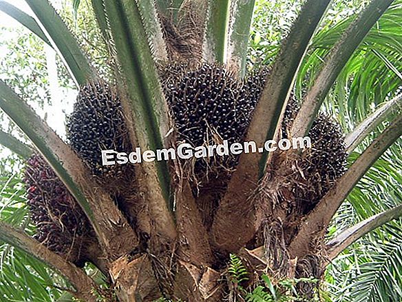 Bagaimana Getah Naik Pada Tanaman? 🌿 Semua Tentang Berkebun Dan Desain ...