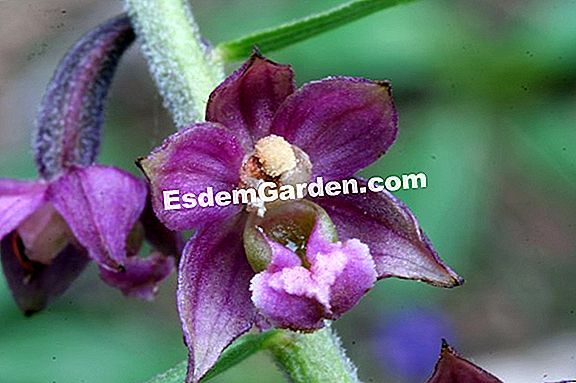 Giant Helleborine、Giant Epipactide、California Epipactis、Epipactis ...